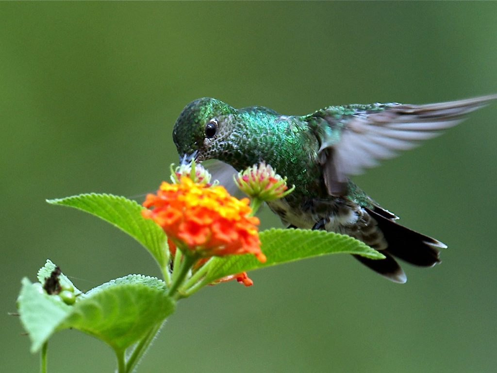 TO2A FY N6KT French Guiana News Information TO2A FY N6KT French Guiana News Information